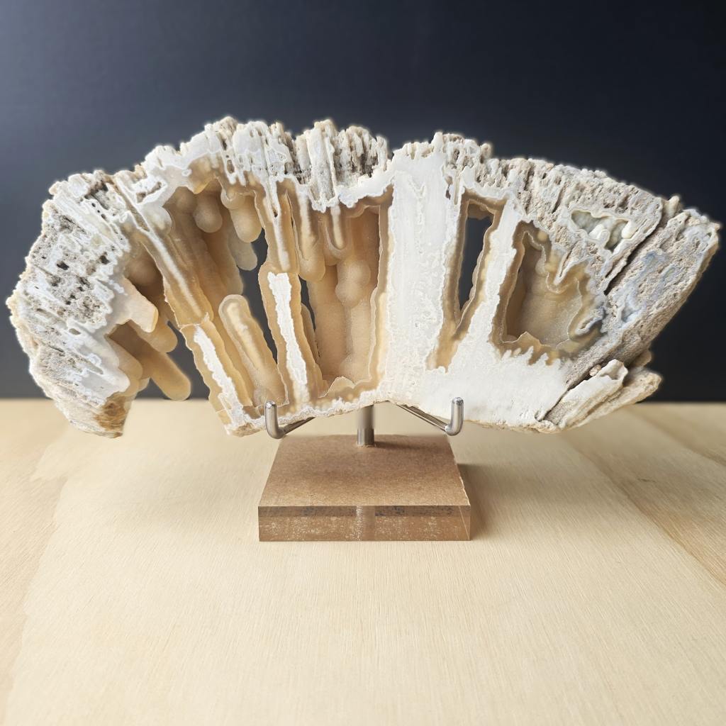 Agatised Coral Specimen | Ocean Script – Divine Crystal Heart