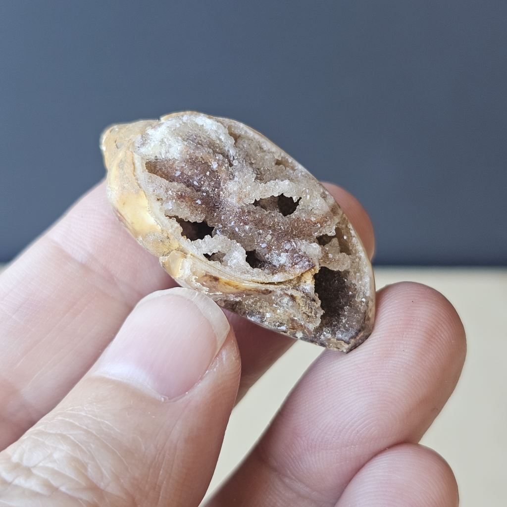 Spiralite Shell With Druzy Quartz | Echos From The Deep – Divine ...